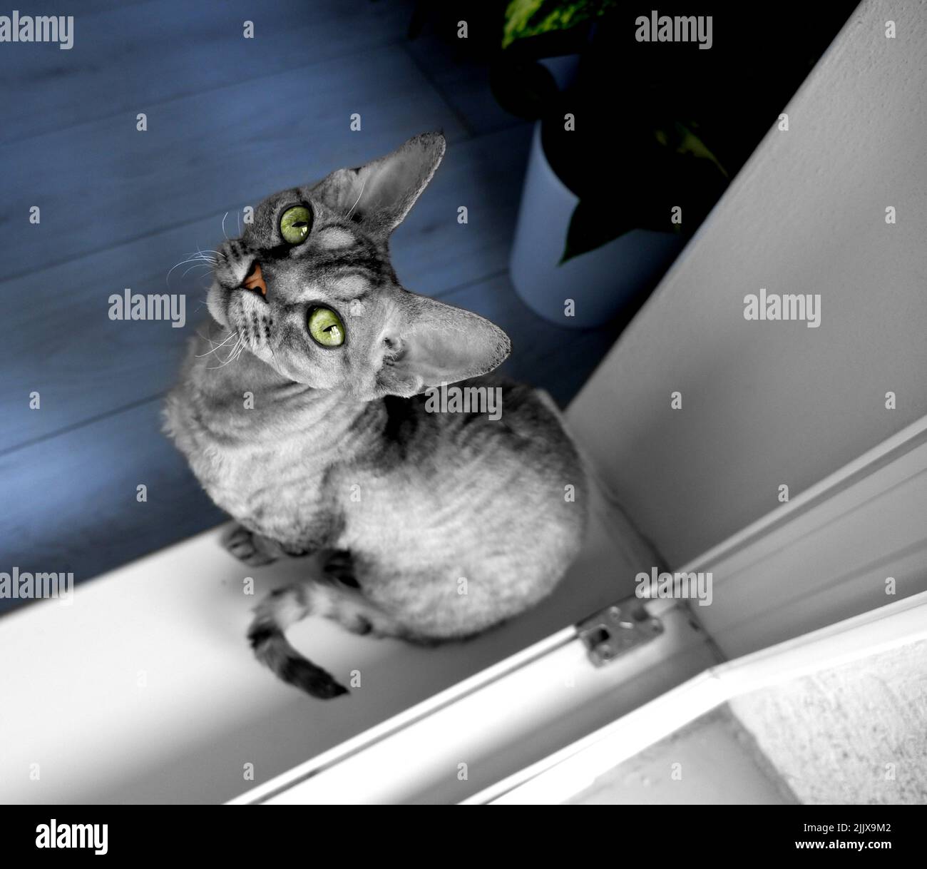 Beautiful Devon Rex cat is very adorable Stock Photo - Alamy