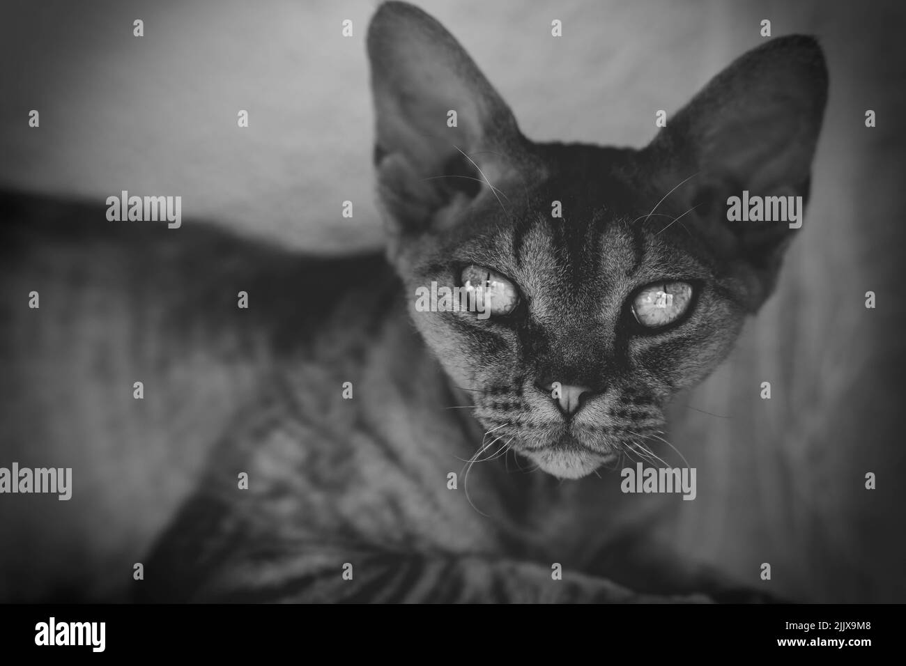 Devon rex Black and White Stock Photos & Images - Alamy