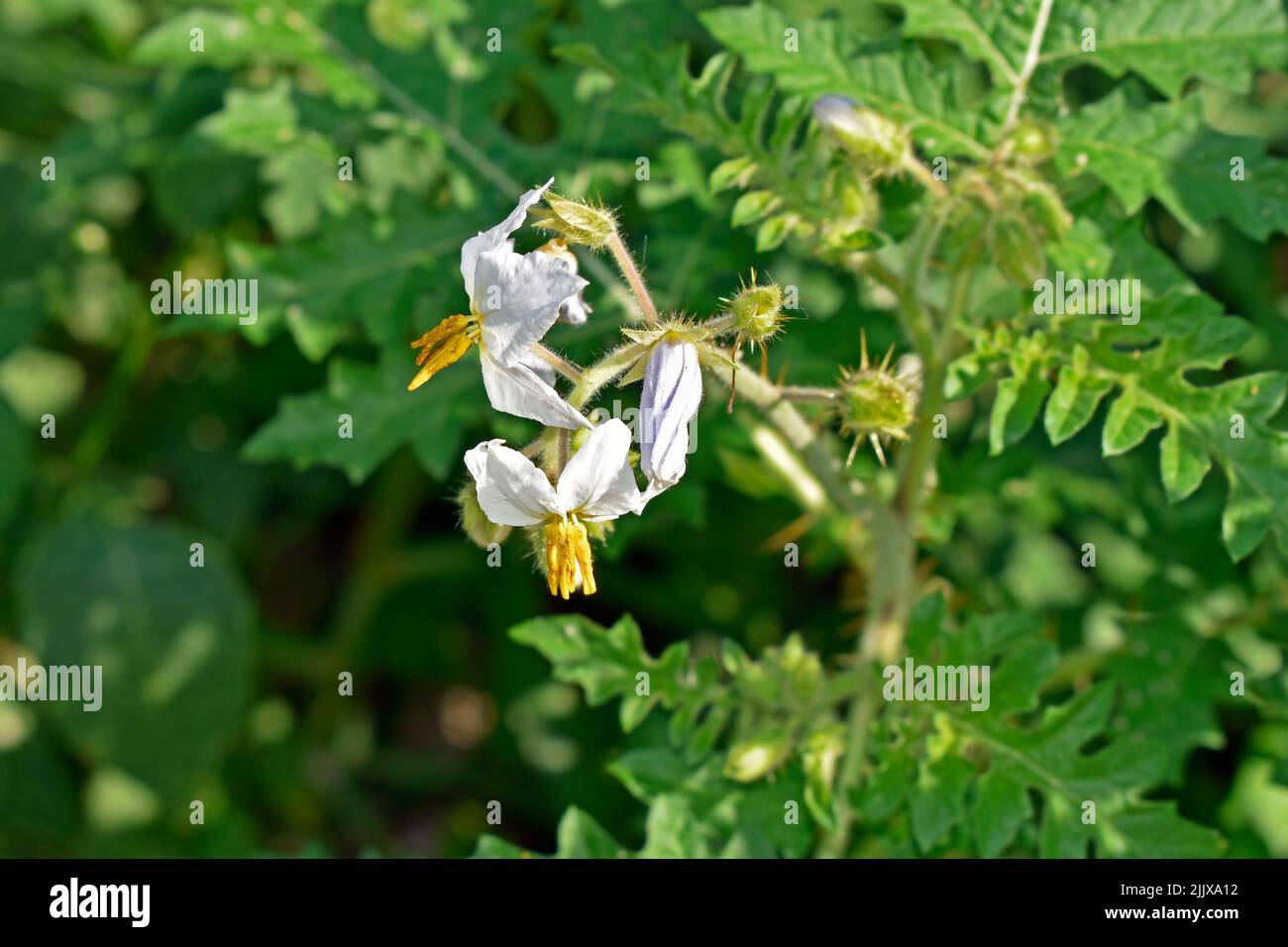 Sticky nightshade or Litchi tomato flowers (Solanum sisymbriifolium ...