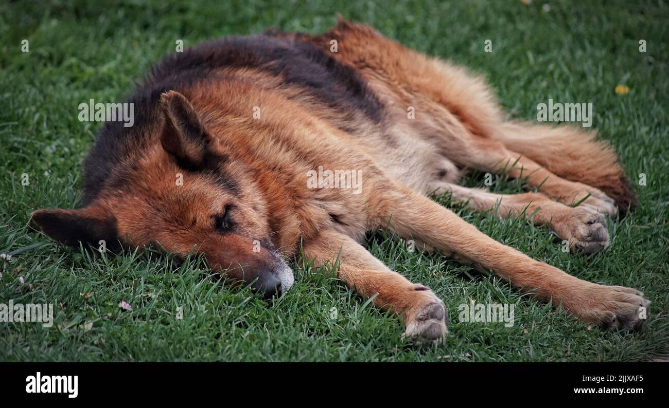 German shepherd dog sleeping hi-res stock photography and images - Alamy
