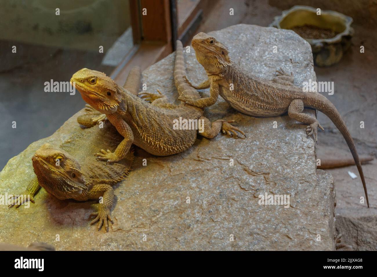 Dragon lizard in aquarium hi-res stock photography and images - Alamy