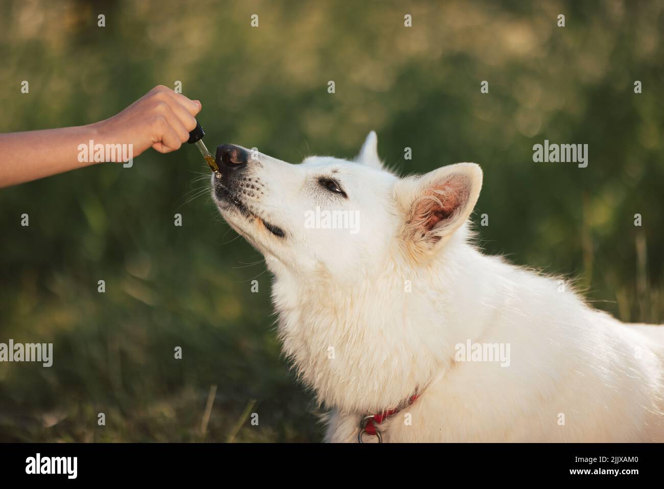 Giving CBD hemp oil to dog with a dropper pipette Stock Photo - Alamy