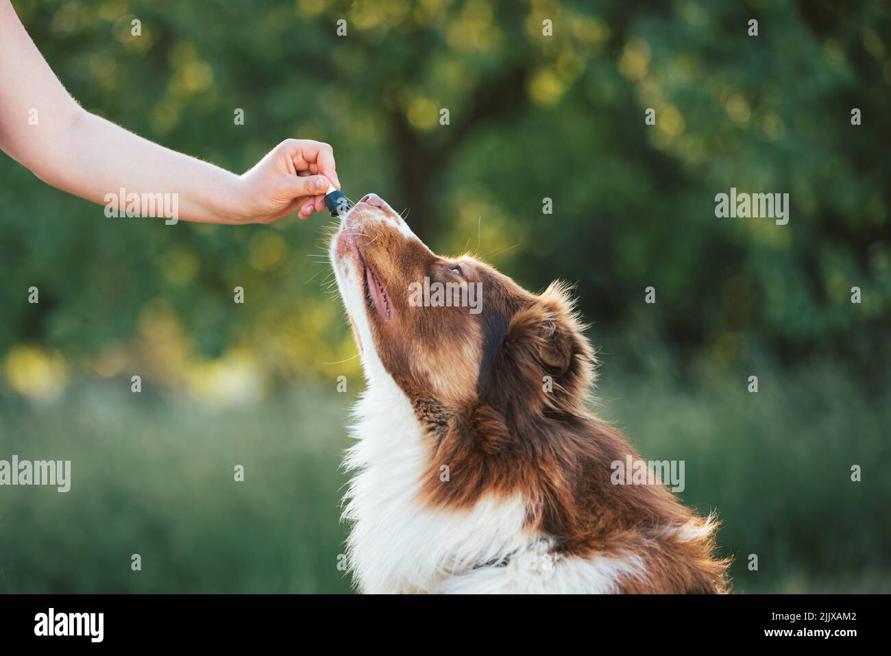 Giving CBD hemp oil to dog with a dropper pipette Stock Photo - Alamy