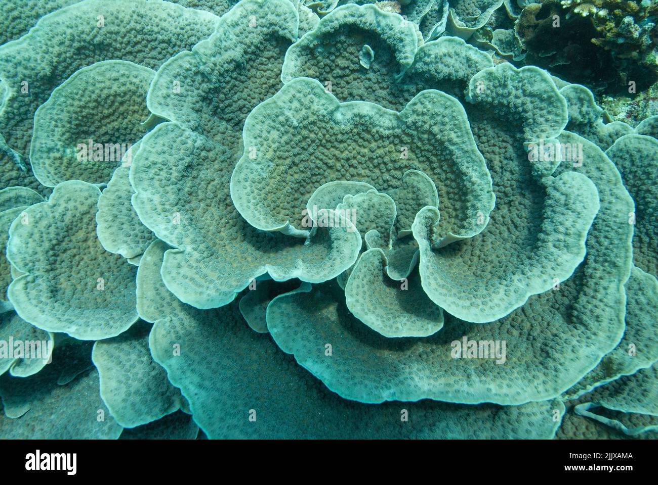 Cabbage Leather Coral (Sinularia dura Stock Photo - Alamy