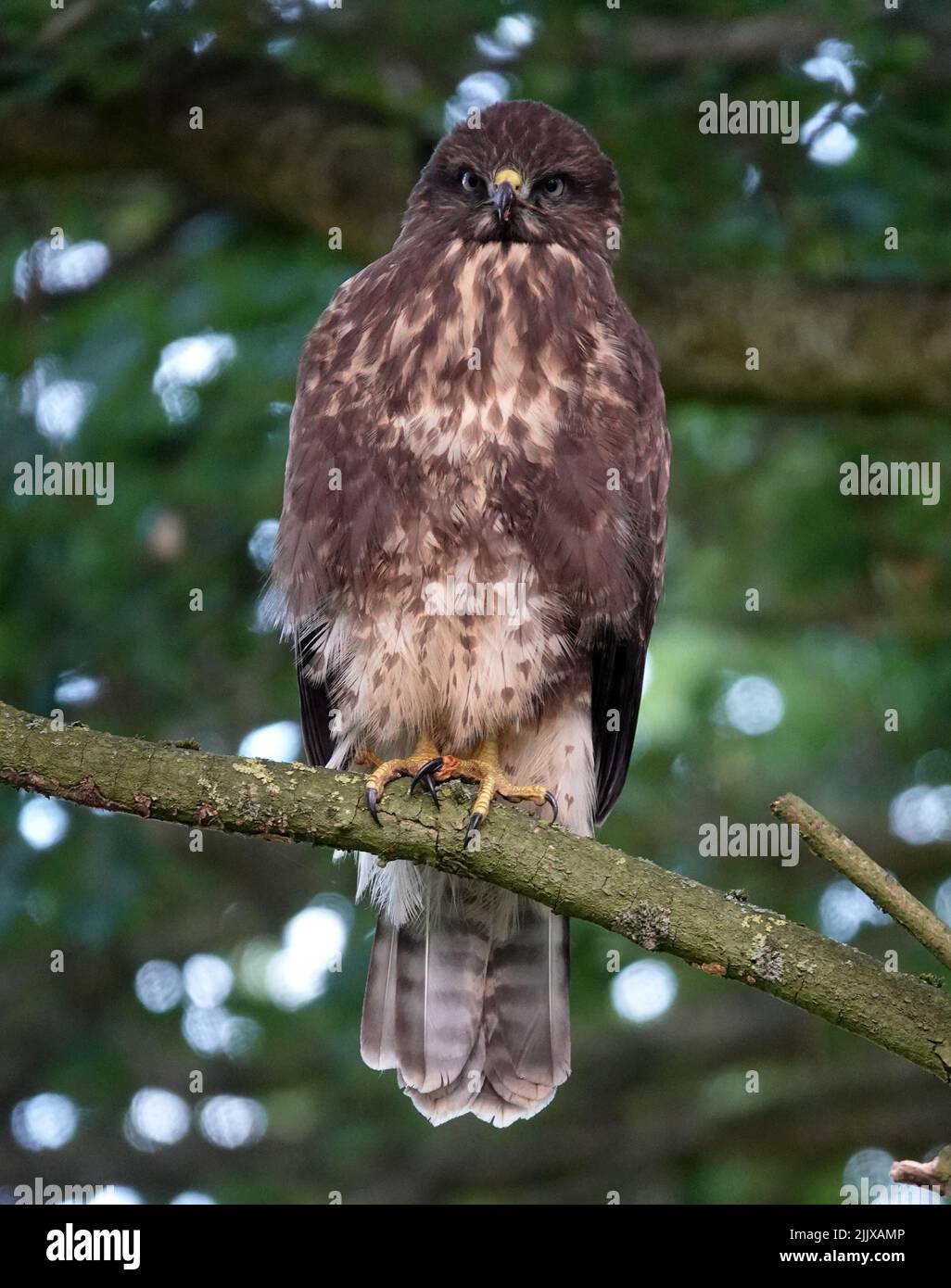 Light buzzard hi-res stock photography and images - Alamy