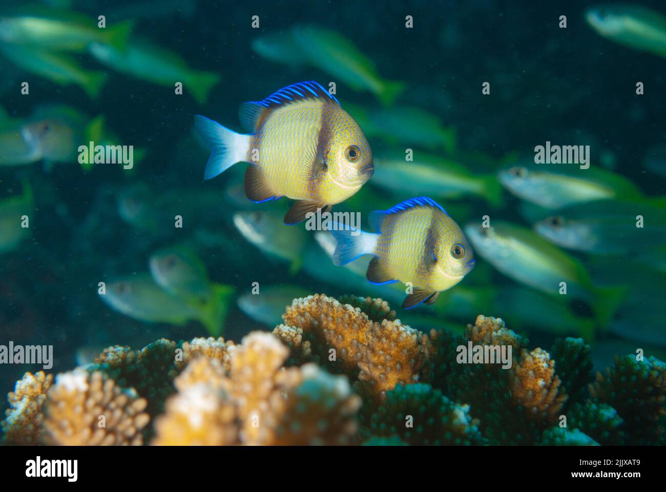 Cloudy dascyllus fish (Dascyllus carneus) underwater in the coral reef ...
