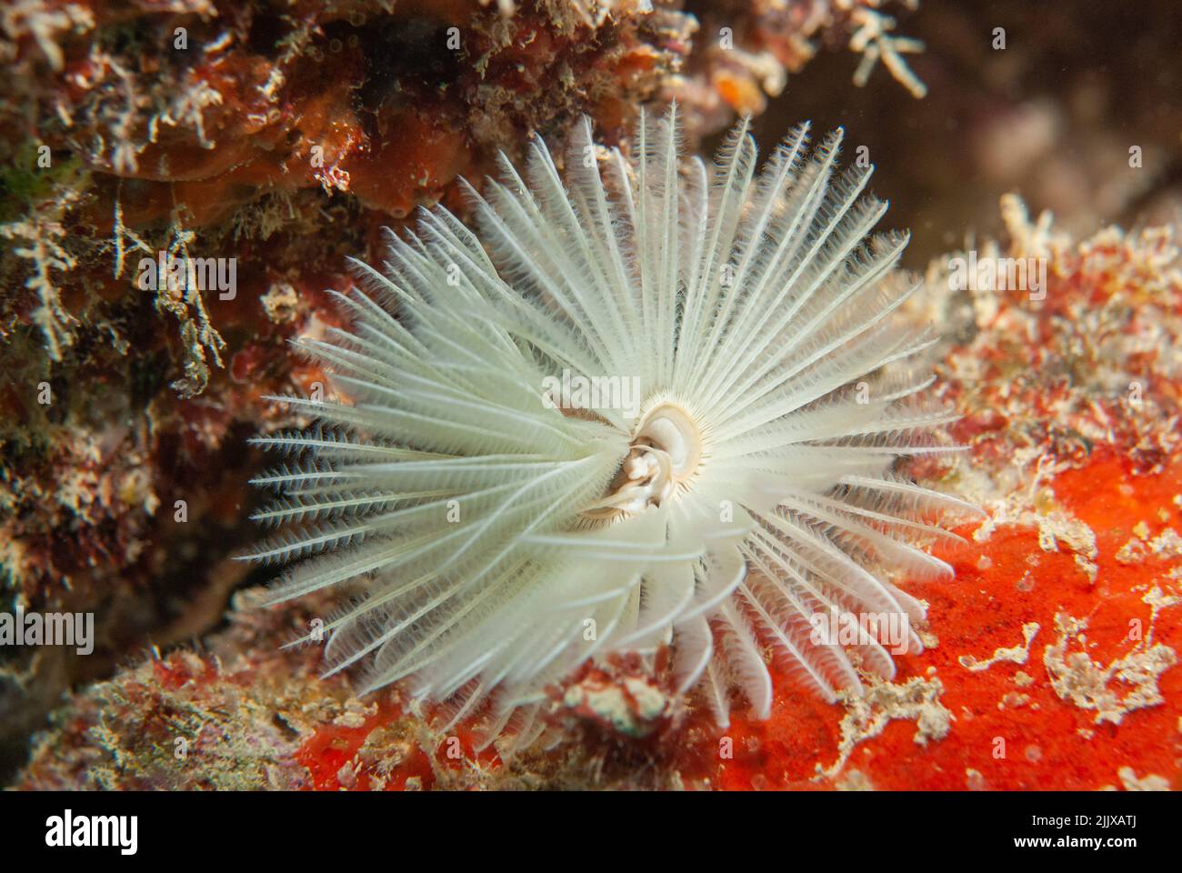 Feather duster worm (Sabellidae sp Stock Photo - Alamy