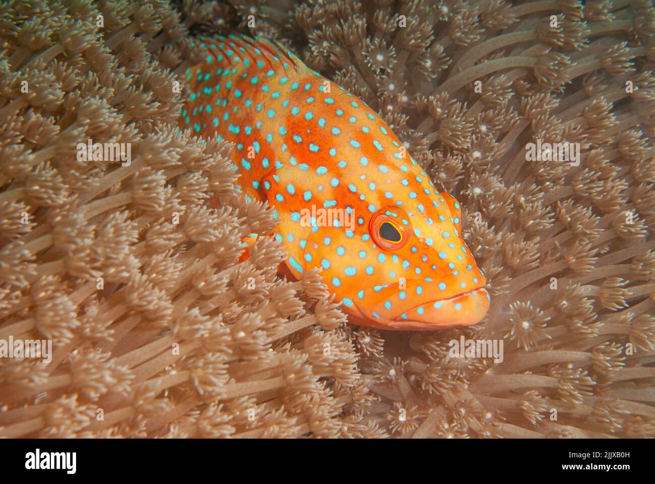Coral grouper also known as coral hind, coral rock cod, coral cod ...