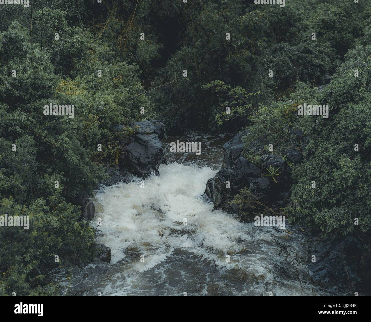 A river rushing down in a dense green forest Stock Photo - Alamy