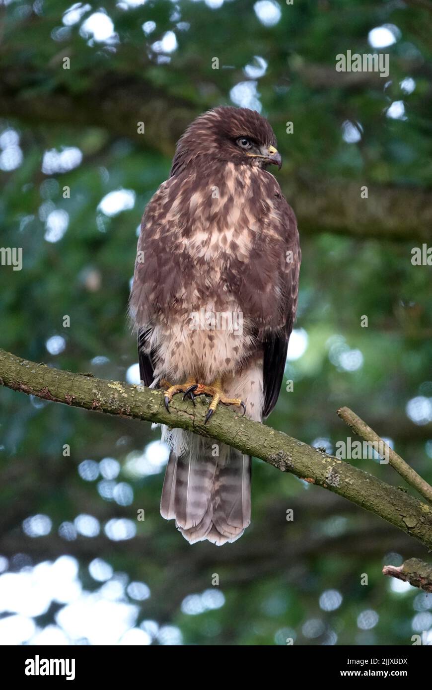 A common buzzard sitting on a branch of a tree. The light through the ...