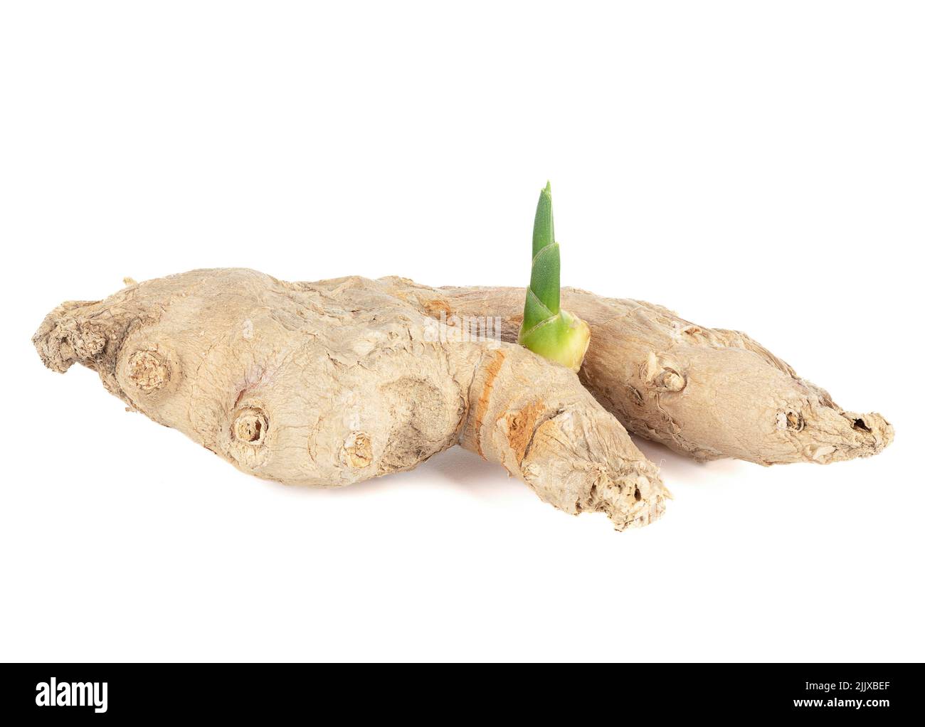 Ginger root with new sprout isolated on white background. Copy space ...