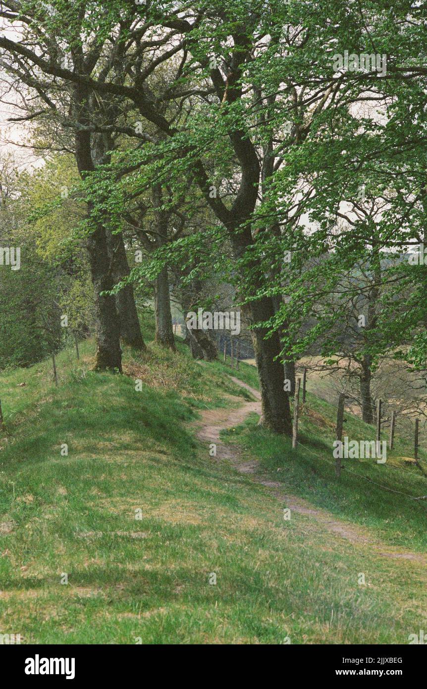 A vertical shot of a path surrounded by trees in the forest Stock Photo ...