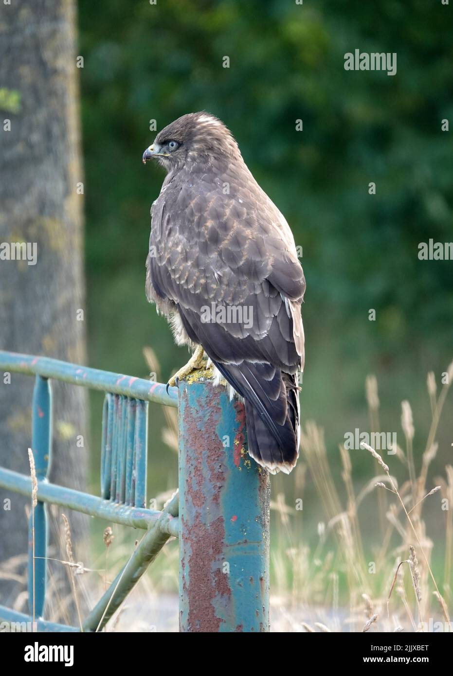 A common buzzard sitting on a pole of an old fence Stock Photo - Alamy