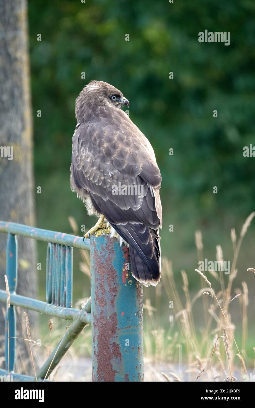 A common buzzard sitting on a pole of an old fence Stock Photo - Alamy