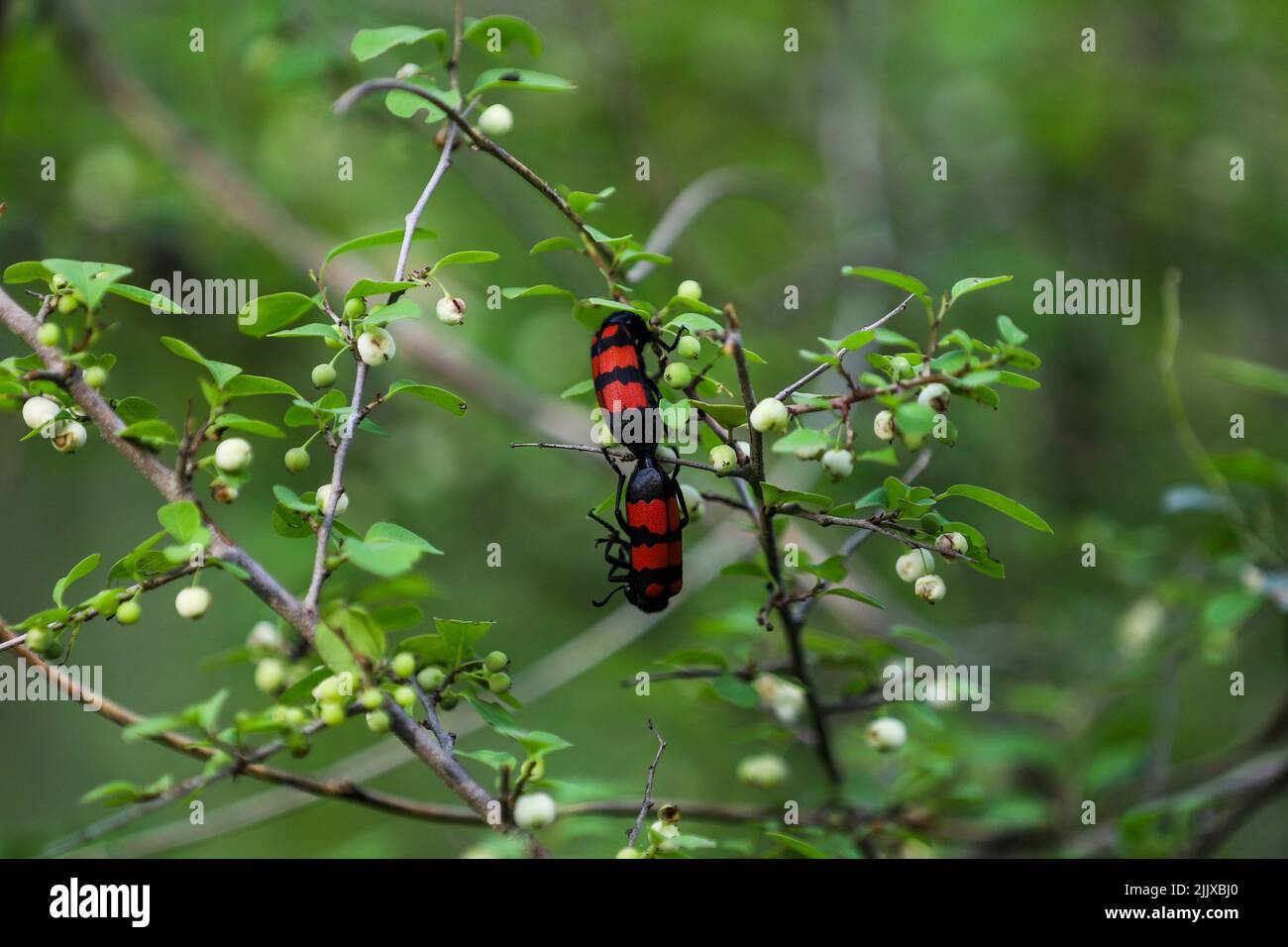 Blister Beetle or Black and red striped beetle is seen inside the ...