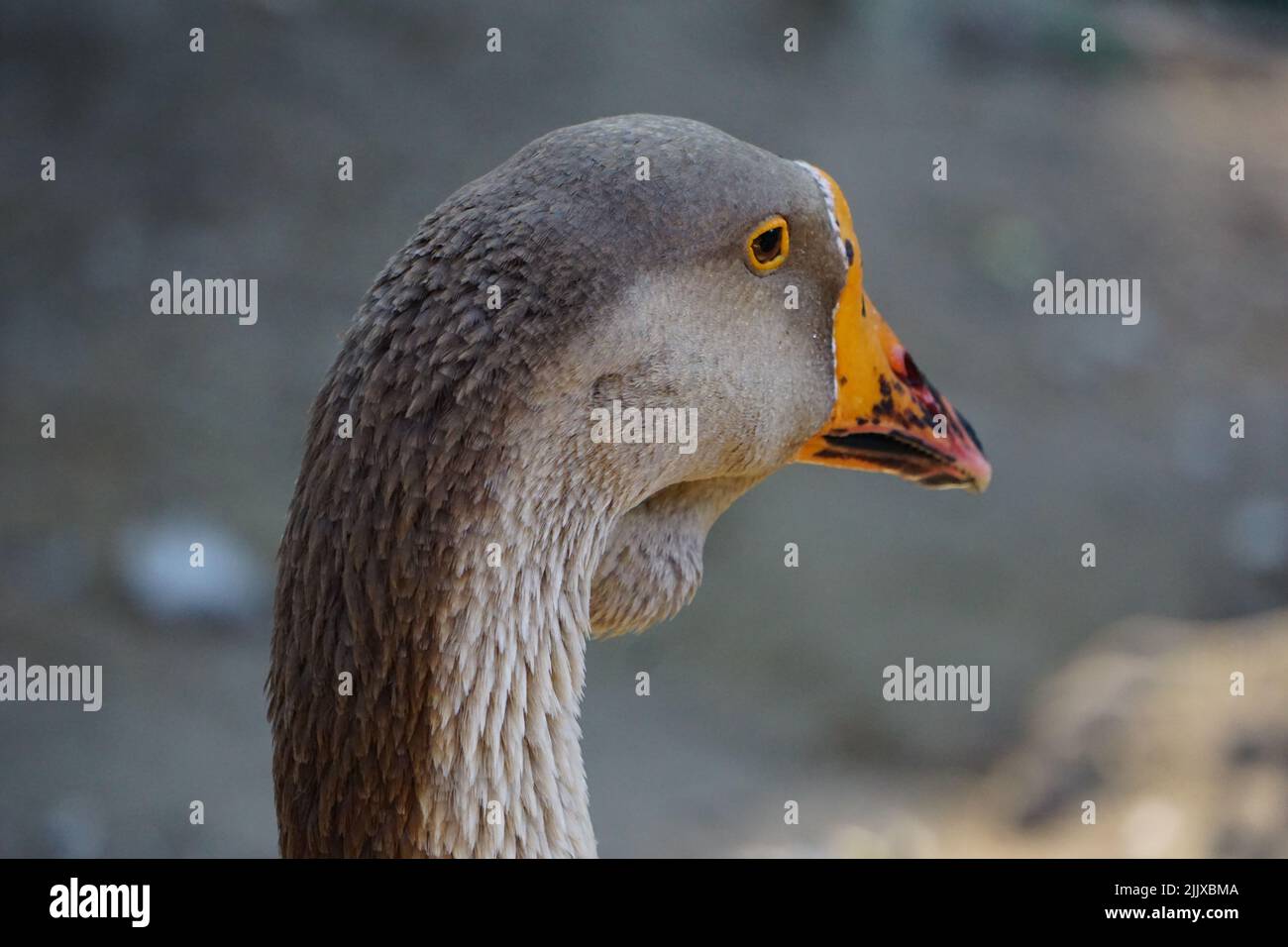 Beautiful brown chinese goose hi-res stock photography and images - Alamy