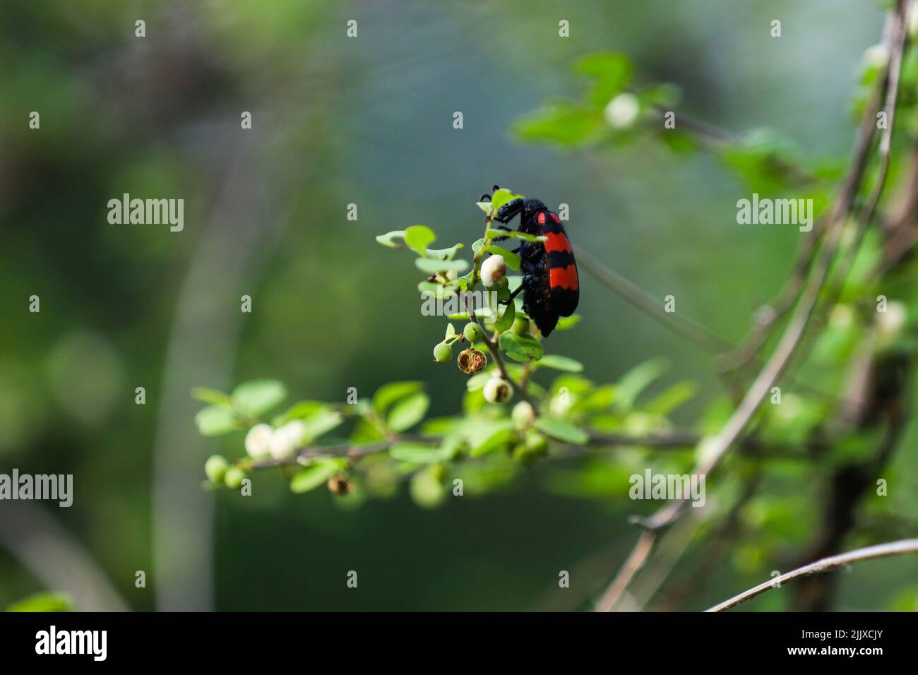 New Delhi, India. 27th July, 2022. Blister Beetle or Black and red ...