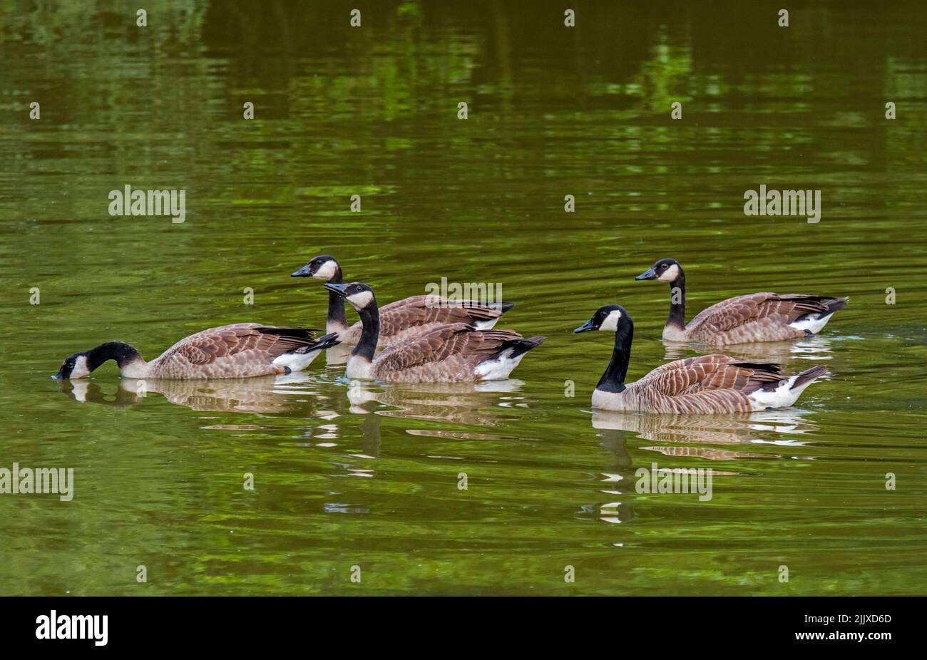Group of goose swim hi-res stock photography and images - Alamy