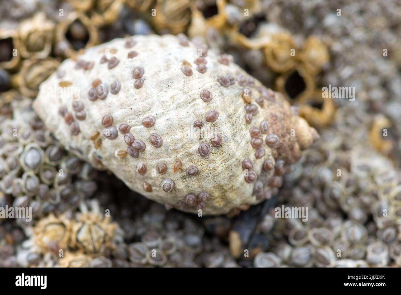 Barnacles nature hi-res stock photography and images - Alamy
