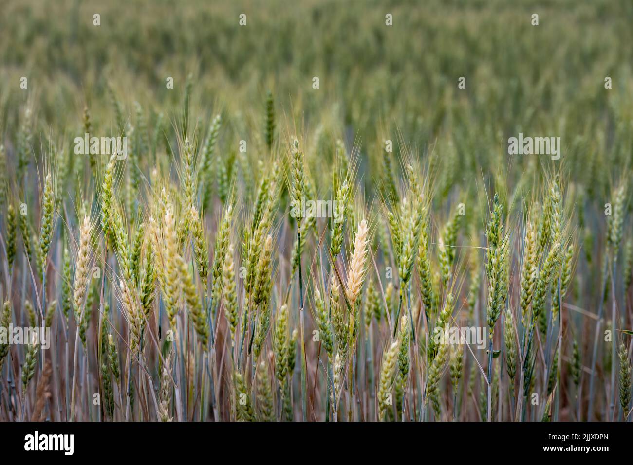 Grain growing hi-res stock photography and images - Alamy