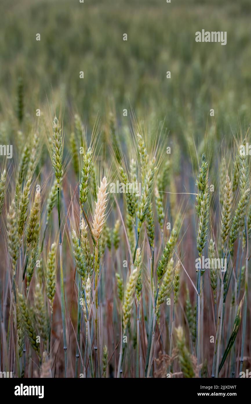 Wheat grain growing in a field in spring Stock Photo - Alamy