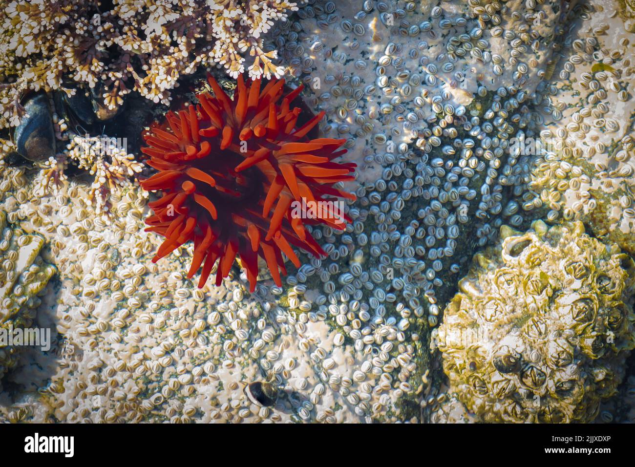 Marine life sea anemone hi-res stock photography and images - Alamy