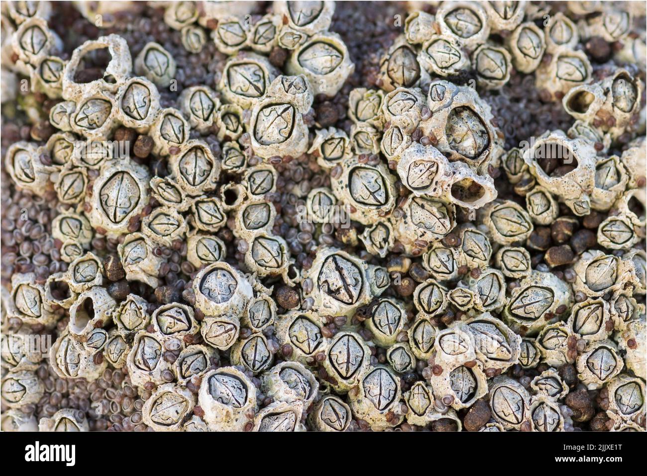 Closeup of Acorn barnacles (Semibalanus balanoides Stock Photo - Alamy