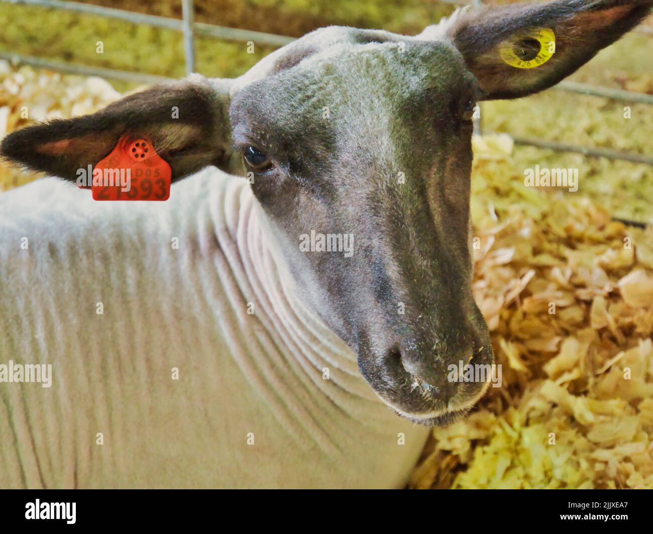 Freshly groomed sheep at the Miami County Fair in Paola Kansas Stock ...