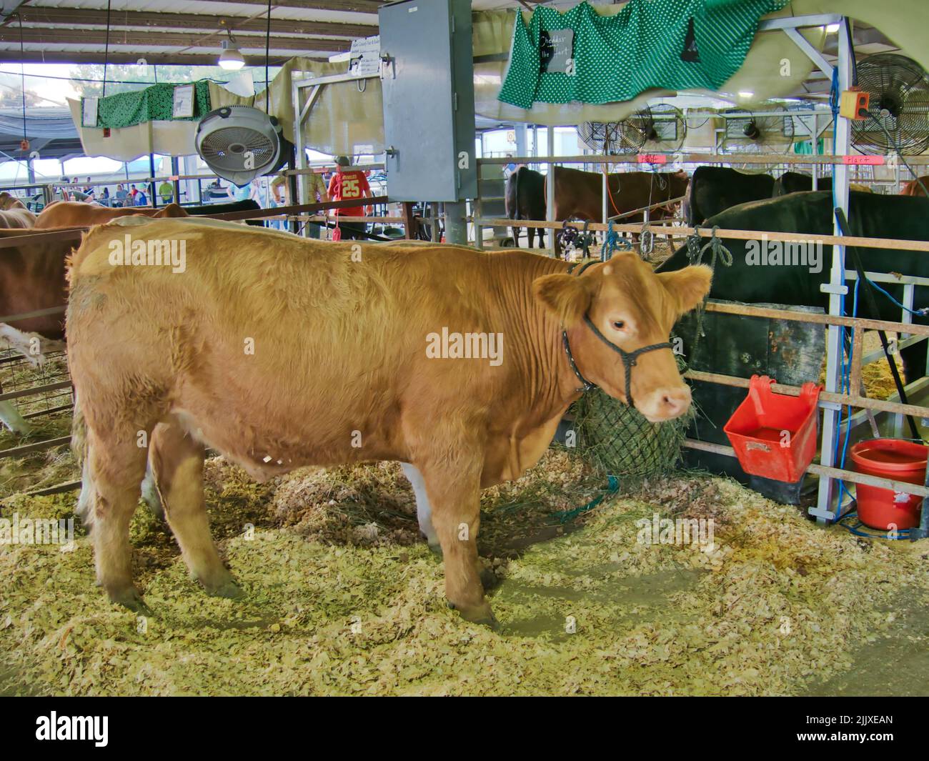 How now brown cow - Chilling at the Miami County Fair in Paola Kansas ...