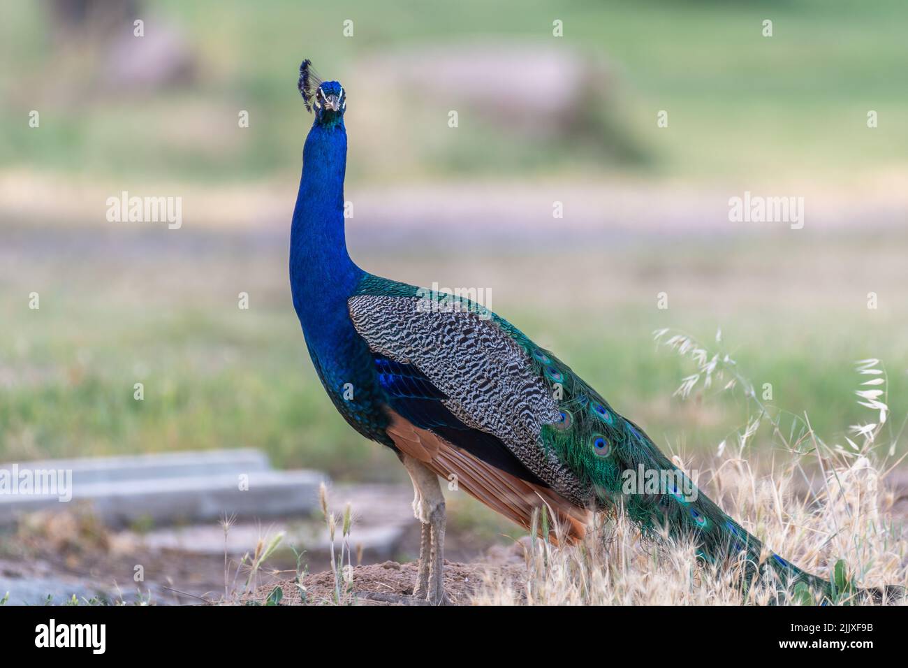 Vibrant blue plumage hi-res stock photography and images - Alamy