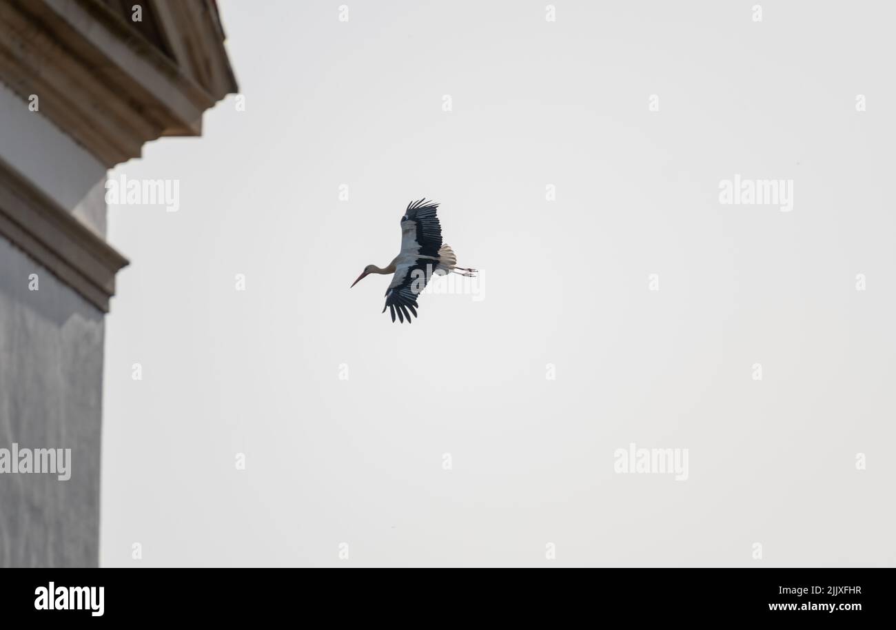 White stork with wings spread in flight hi-res stock photography and ...