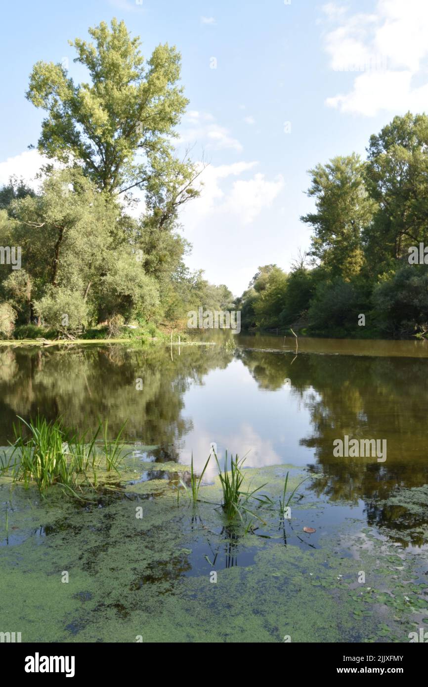 Little Danube river in Rye Island, Kukkonia, Slovakia, in vertical ...