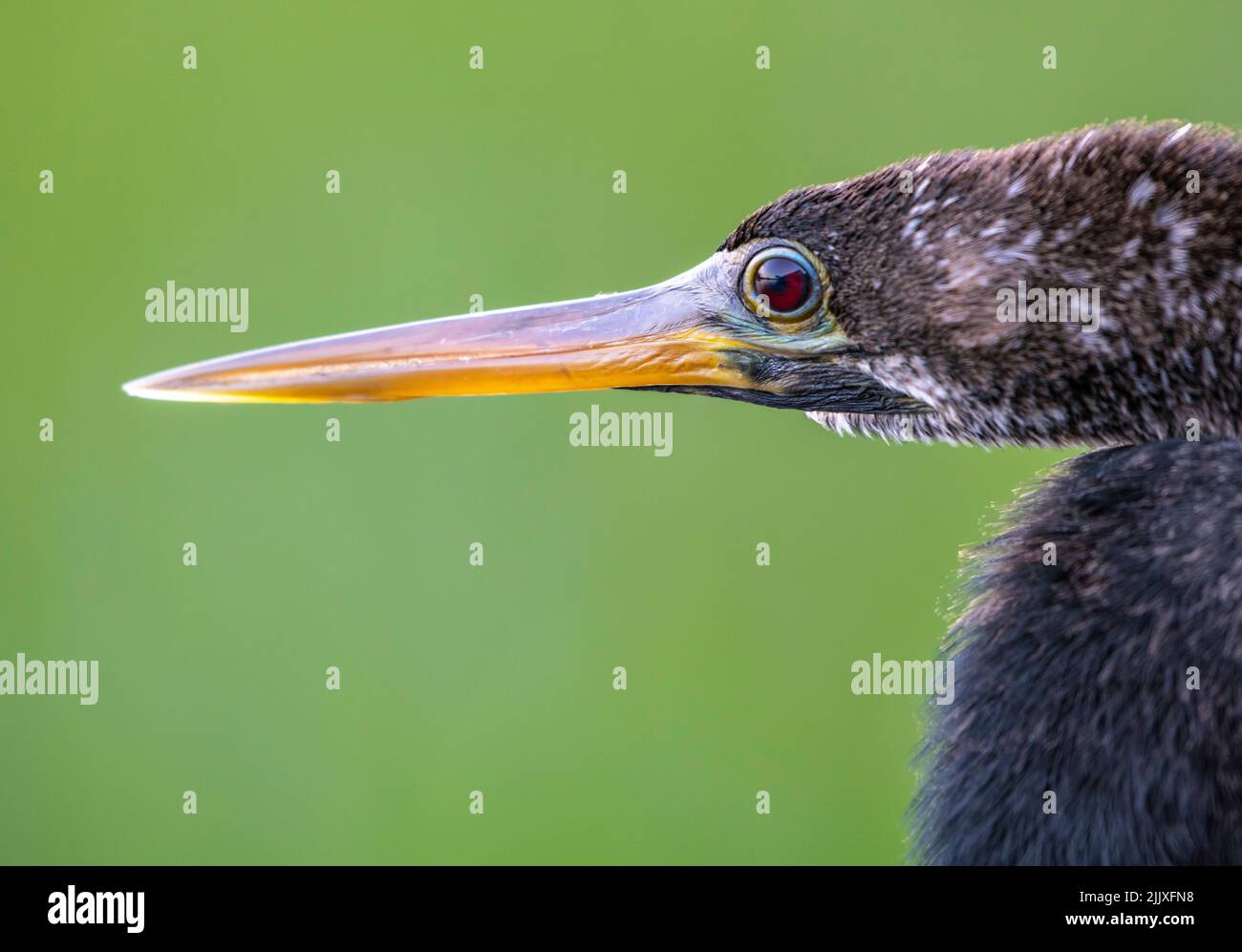 The close-up view of an anhinga bird face with the green background ...