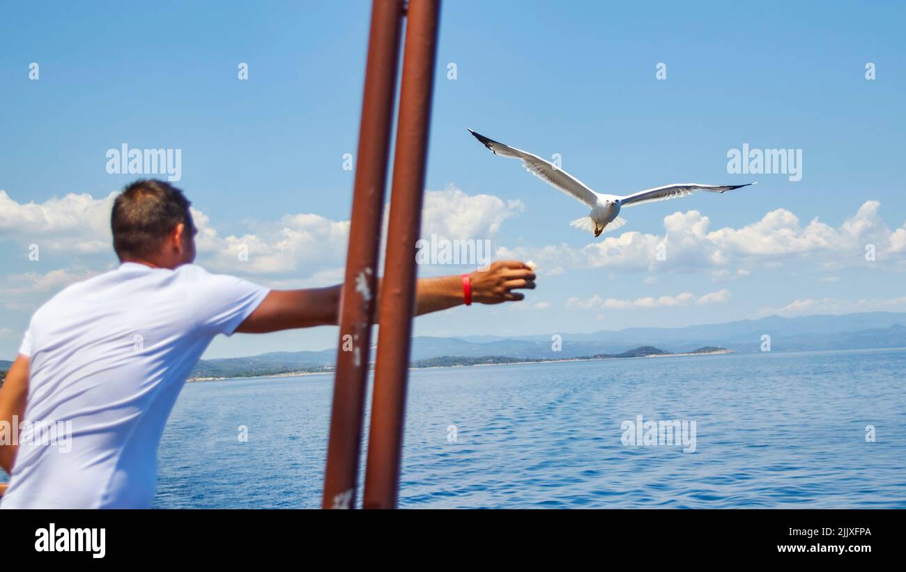 Man feeding a seagul mid-air Stock Photo - Alamy
