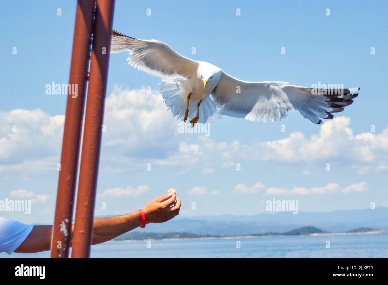 Seagul chasing food from hand in ship Stock Photo - Alamy
