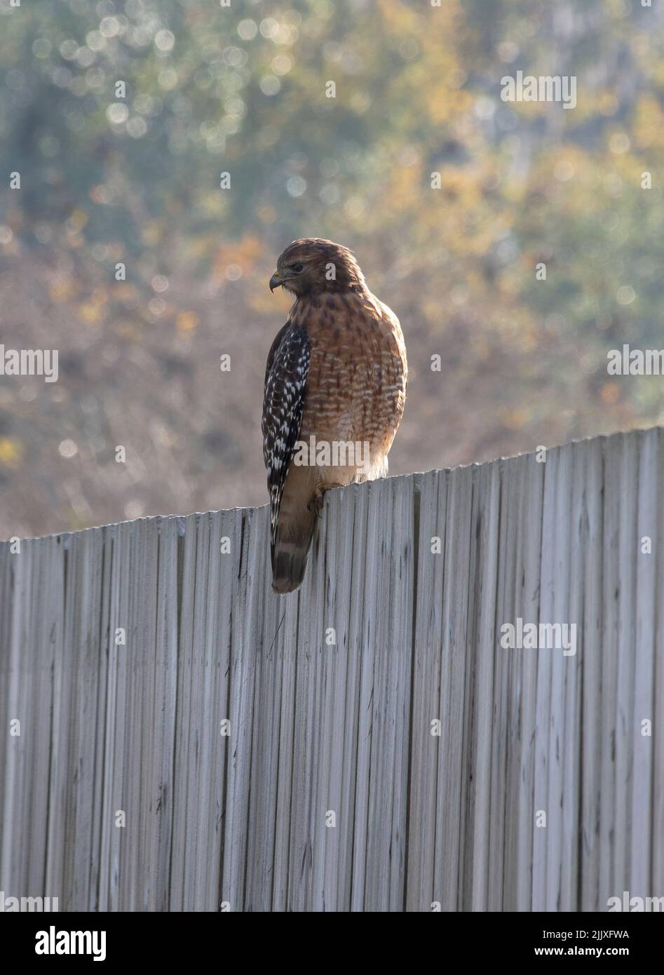 Red tailed hawk on fence hi-res stock photography and images - Alamy