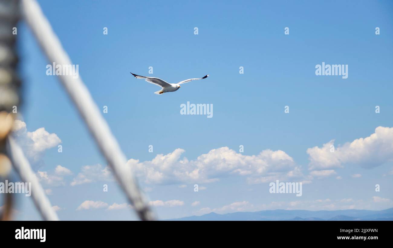 Seagul flying hi-res stock photography and images - Alamy