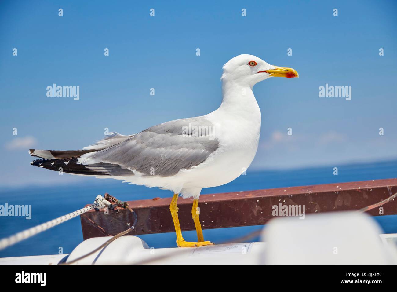 Seagul sit on the ship close Stock Photo - Alamy