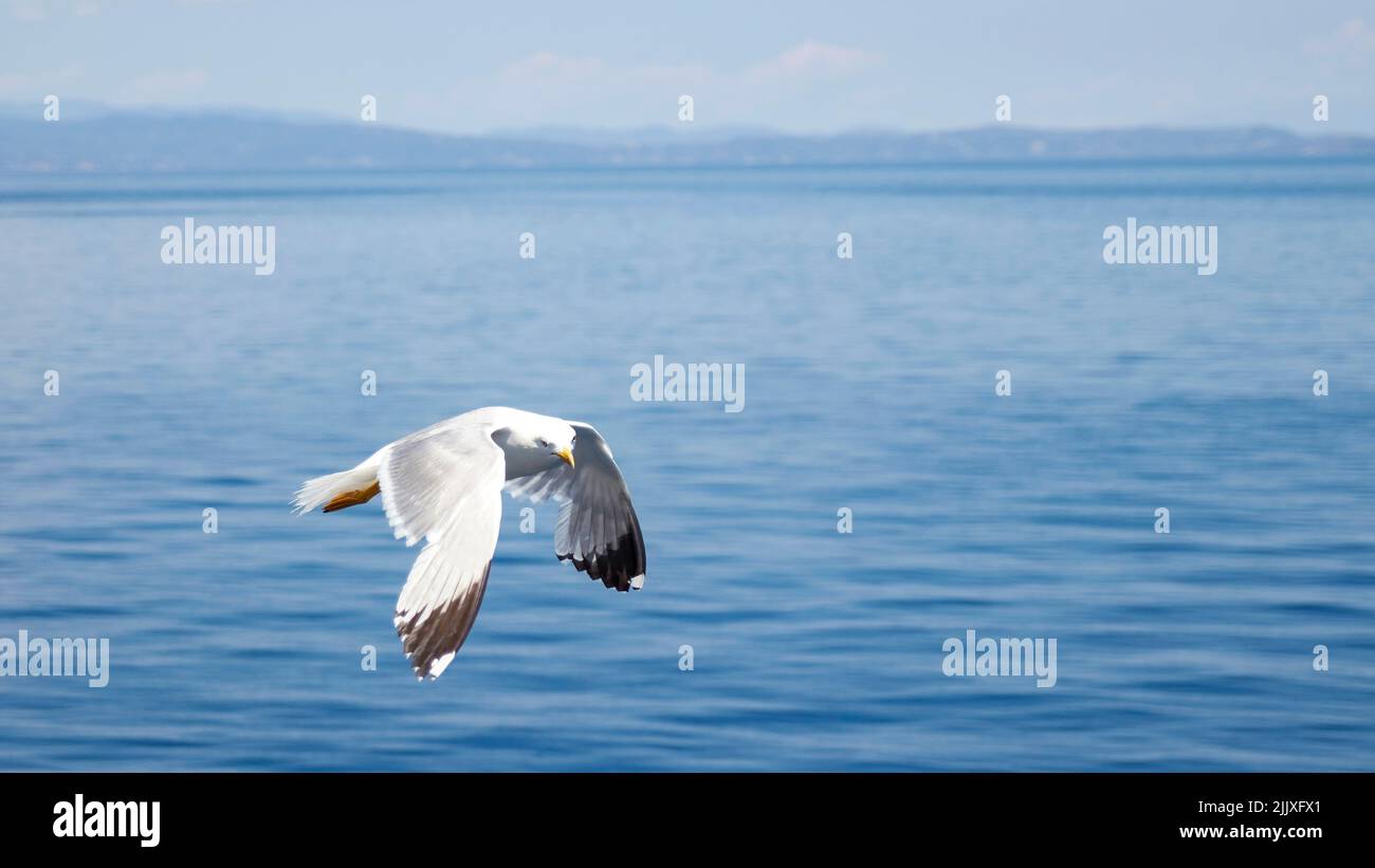 Closeup view white seagull hi-res stock photography and images - Alamy