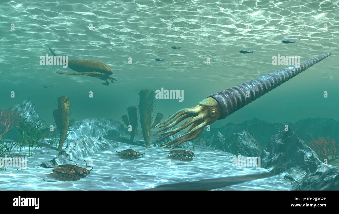 Ordovician Cephalopod