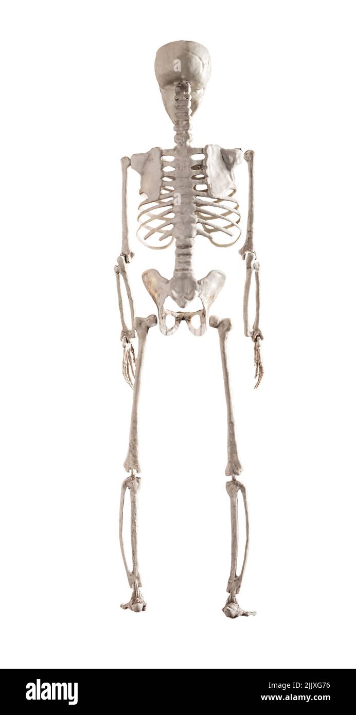 Human skeleton back hi-res stock photography and images - Alamy