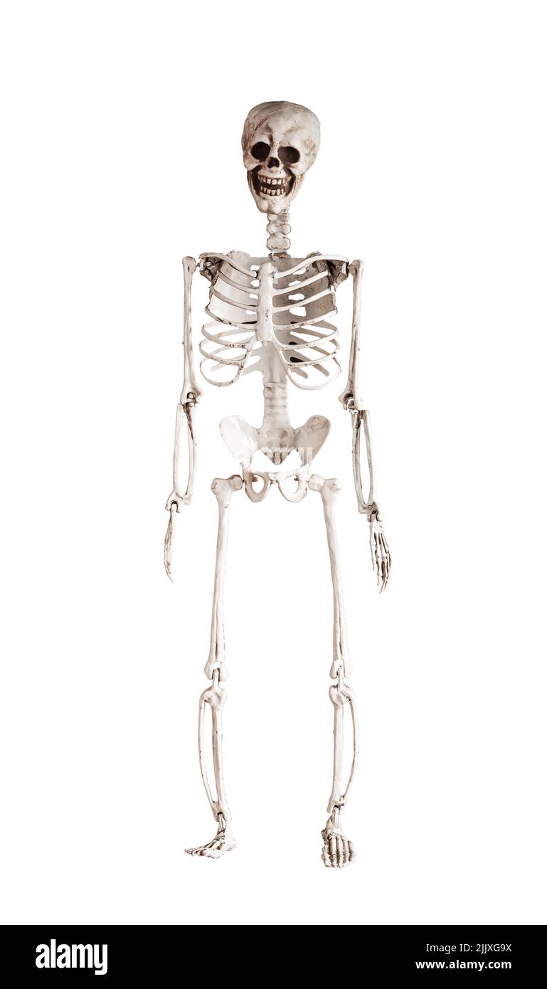 Human skeleton model isolated on white background. Front view. Body ...
