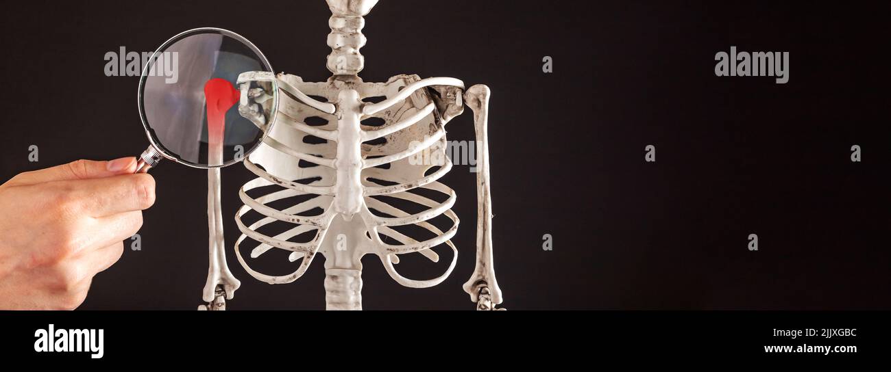 Banner with hand with magnifying glass over humerus of human skeleton ...