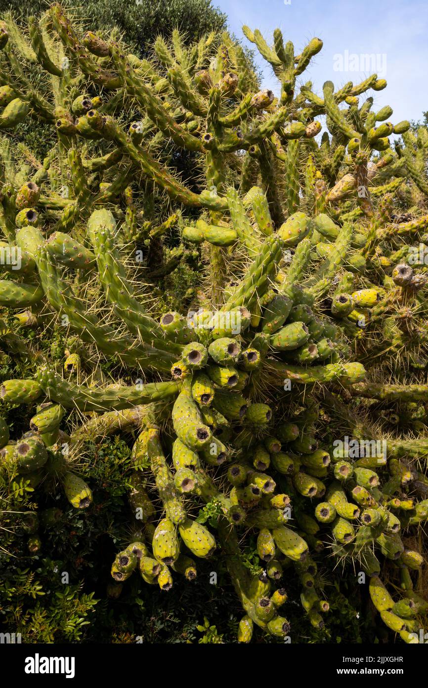 Long spikes cactus hi-res stock photography and images - Alamy
