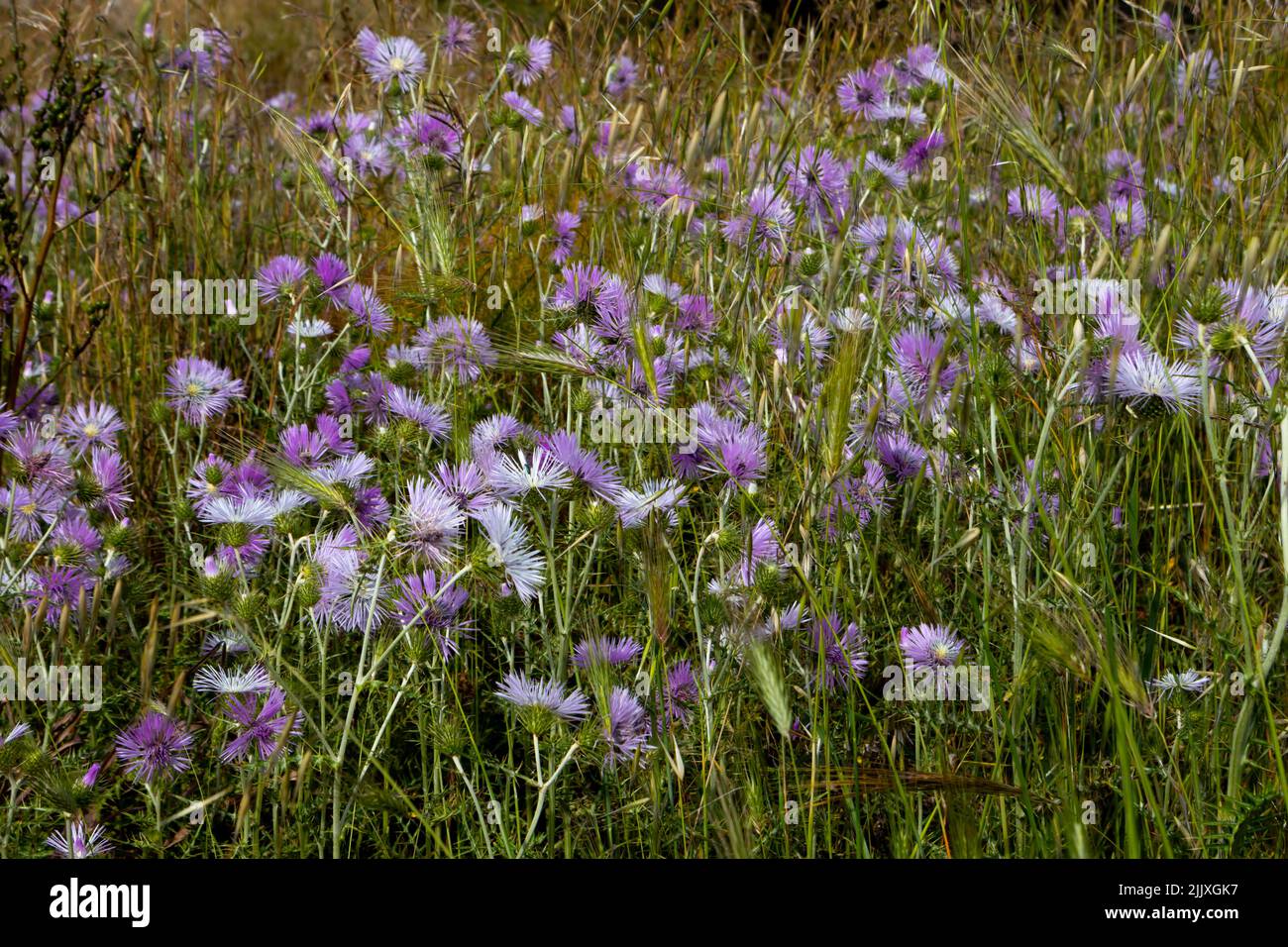 Violet blossoms of the wild plants, growing on a meadow. South of ...