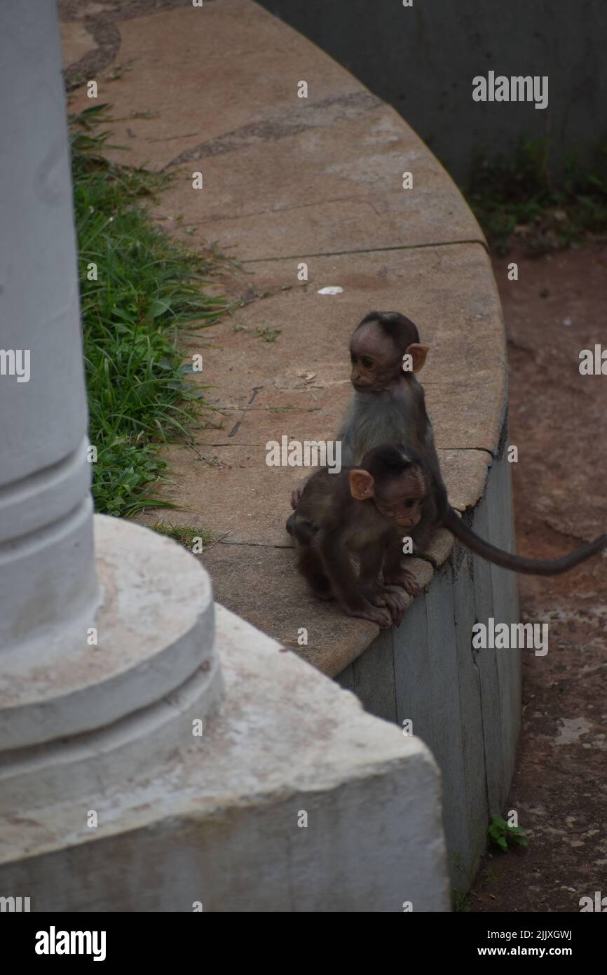 The vertical high-angle view of baby monkeys on the fence Stock Photo ...