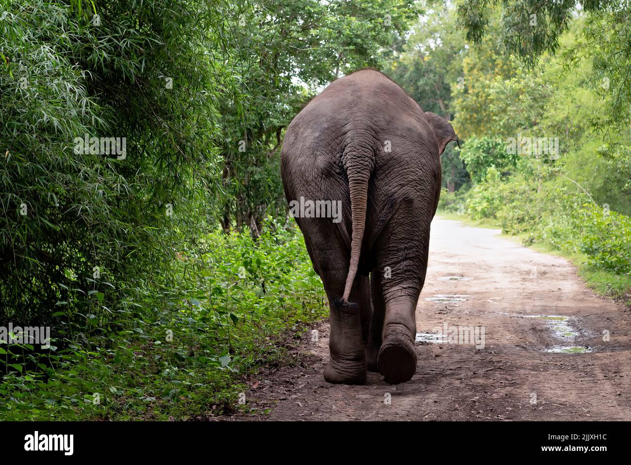 Asian elephant walking on dirt road Stock Photo - Alamy