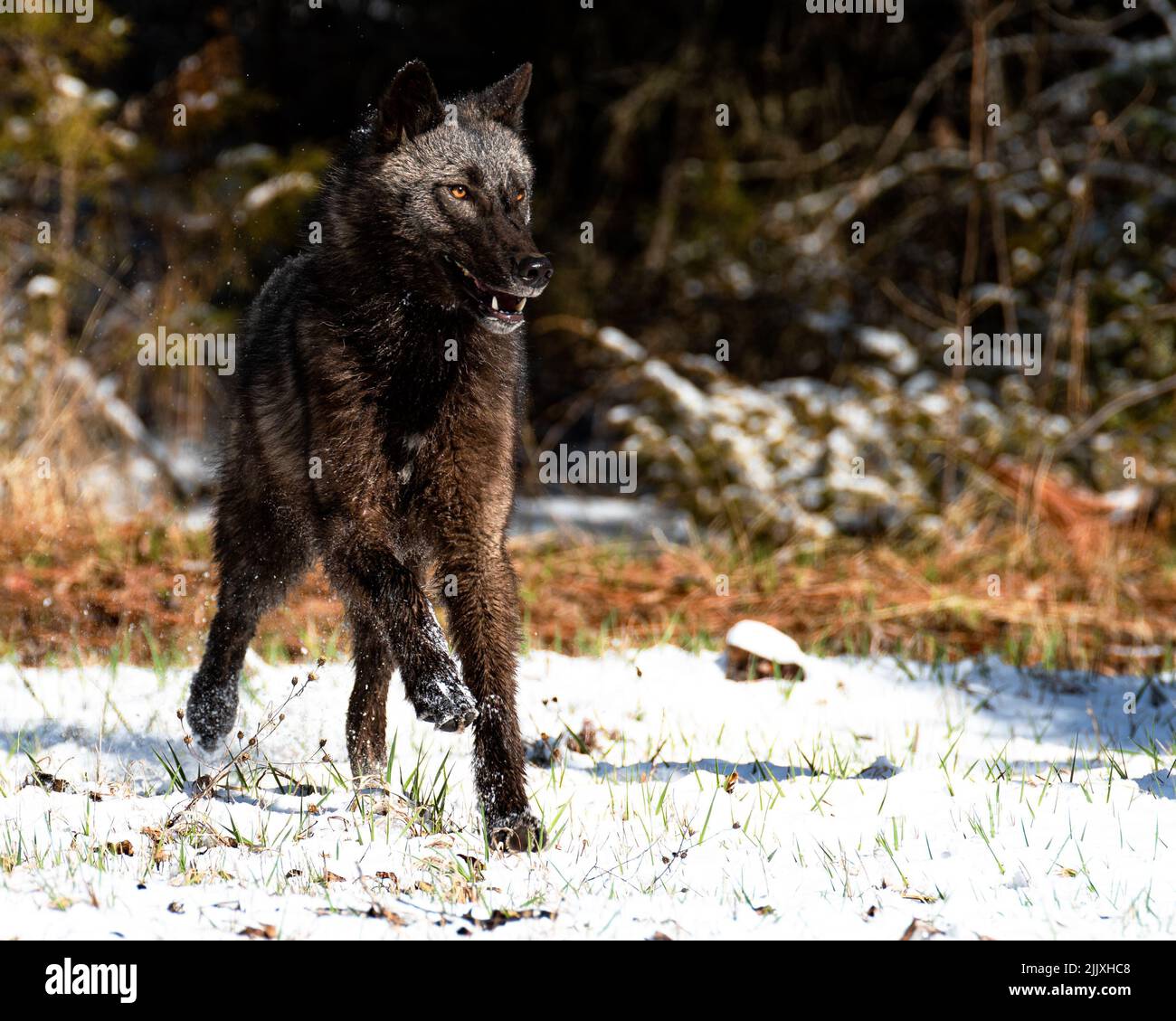 Northwestern wolf hi-res stock photography and images - Alamy
