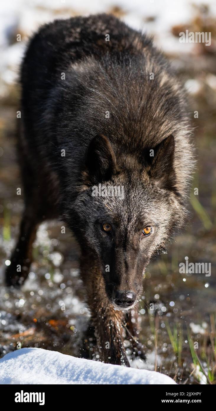 A vertical close-up shot of a Northwestern wolf Stock Photo - Alamy