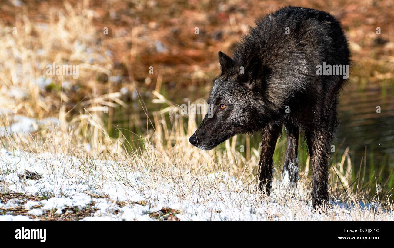 A close-up shot of a Northwestern wolf on the snowy field Stock Photo ...